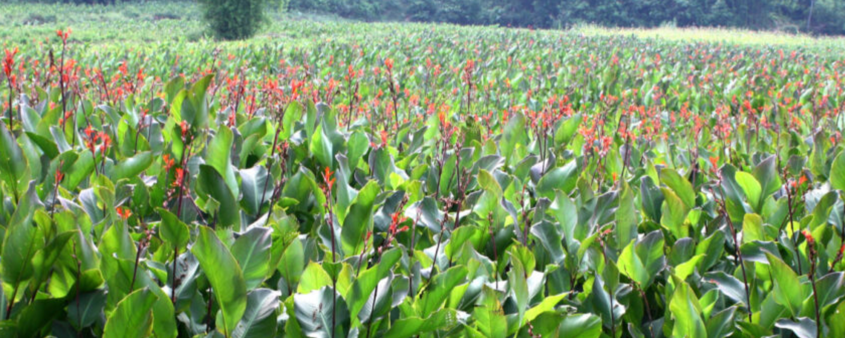 The Benefits of Arrowroot – PlanetBake